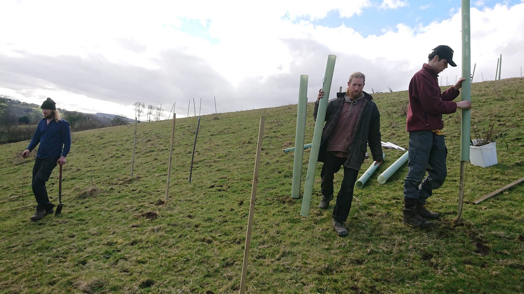 How to design regular spaced silvopasture strips on your farm